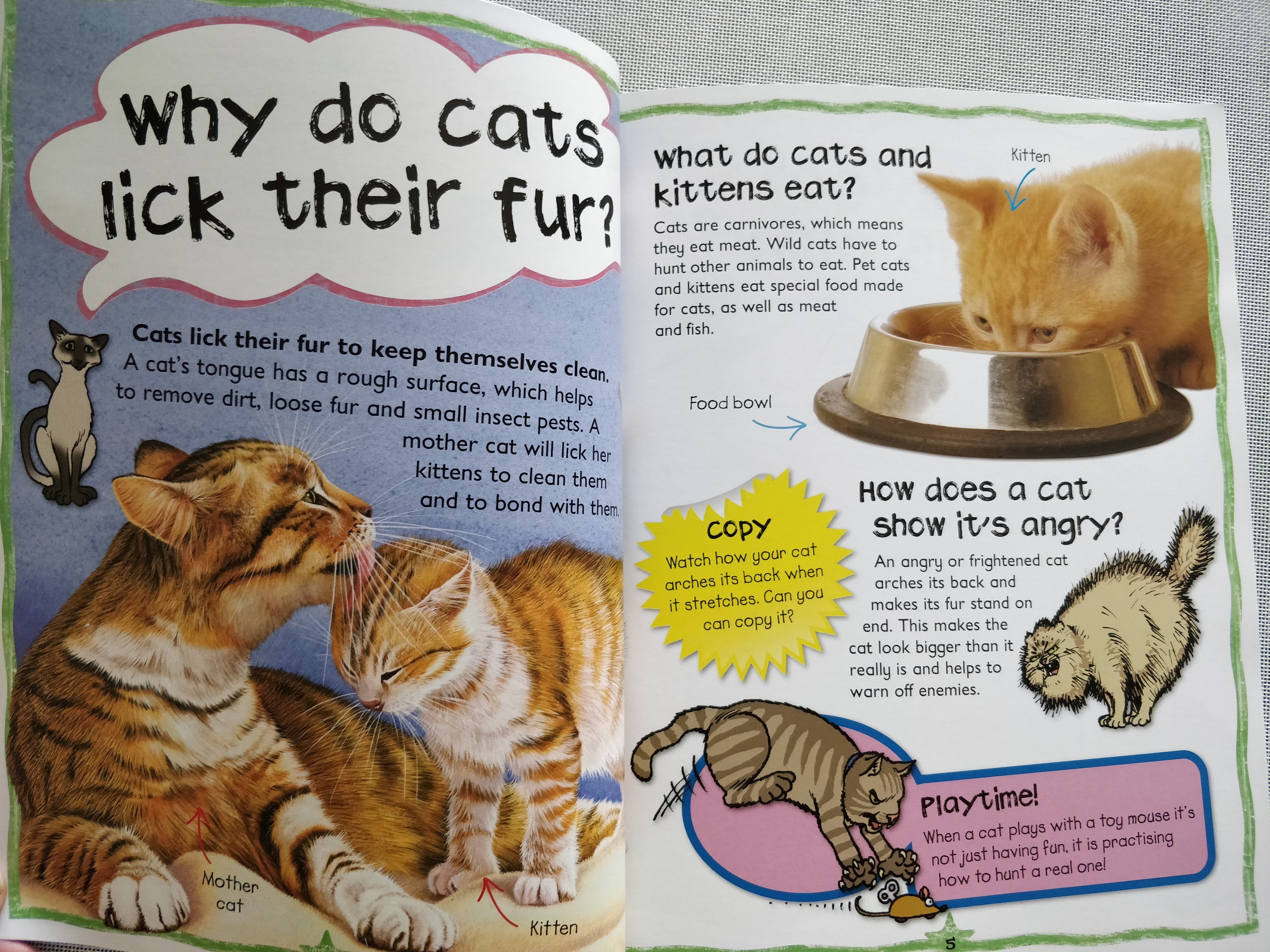 First Questions & Answers - Cats and Kitten - Why do cats purr ...