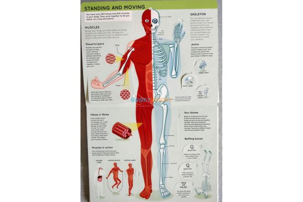 Human Body Lift the Flaps – – Booky Wooky