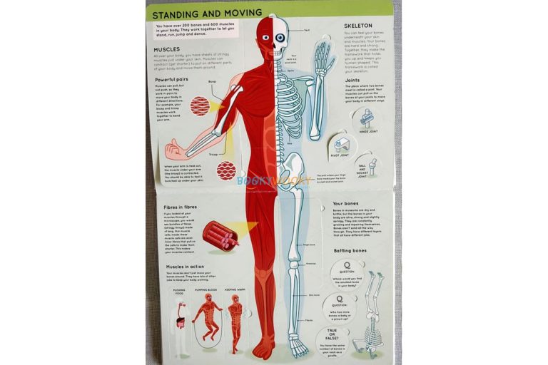 Human Body Lift the Flaps – – Booky Wooky