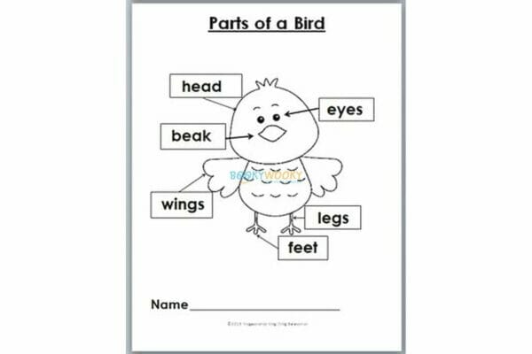 Birds Worksheets with Craft Material – – Booky Wooky